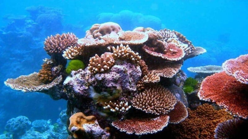 Da Nang/Hoi An:Explore Cham Island and Snorkeling tour 1 Day - Key Points