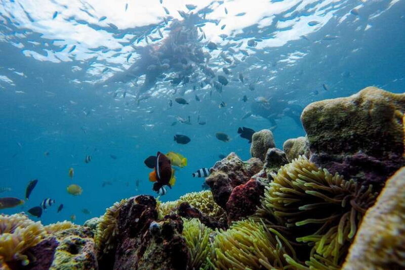 Day Tour Southeast,Lombok Pink Beach& Gili Island - Key Points