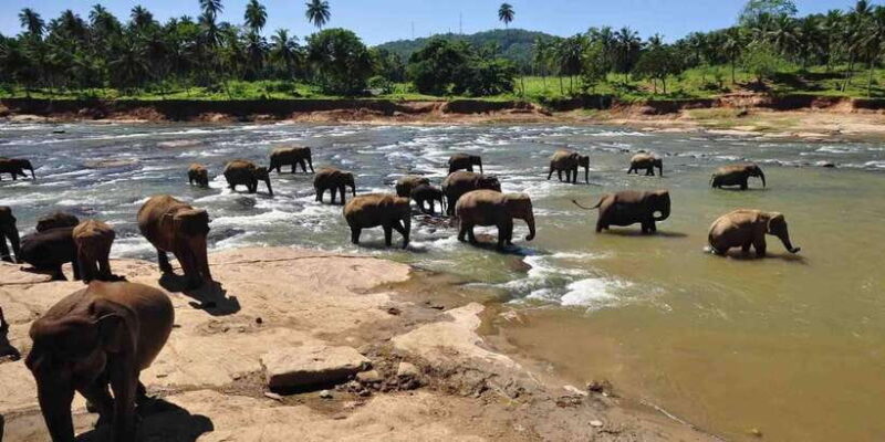 Day Tour to Elephant Orphanage / spice garden - Key Points