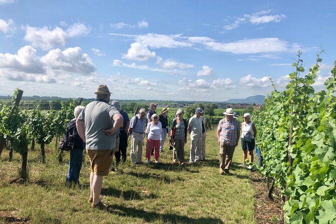 Discovery Vineyard - Exploring the Discovery Vineyard Tour in Colmar, France
