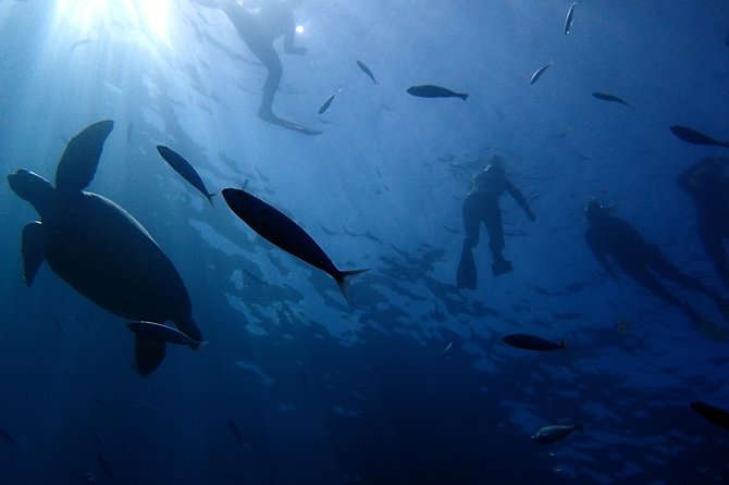 Diving Adventures - Boat and Shore Diving - Why Small-Group Snorkeling Matters