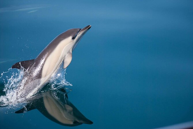 Dolphin Watching Adventure in Estepona Bay - The Experience: What to Expect on Your Dolphin Watching Trip