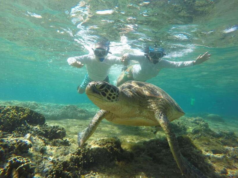 Dumaguete: Apo Island Snorkeling and Hiking Joiners Tour - Key Points