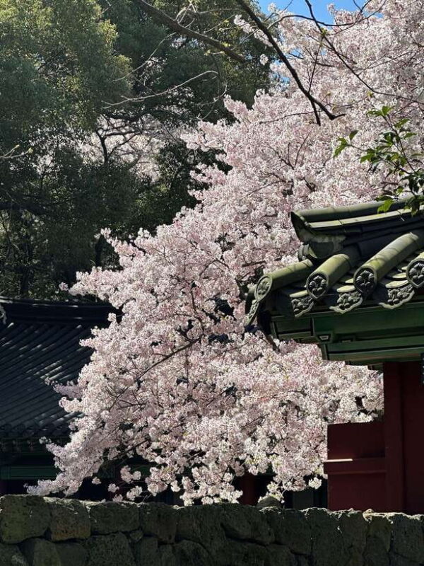 East Jeju Cherry Blossom & Woman Diver Show Small Group Tour - Key Points