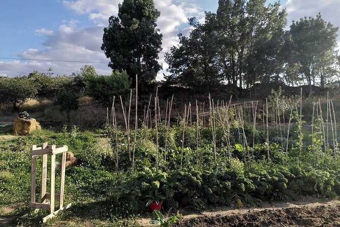 Educational visit of a Certified Organic Micro Farm in Trancoso