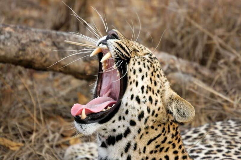Ella: Transfer to Tangalle/Mirissa/Galle & Yala Safari Tour - Ella: Transfer to Tangalle, Mirissa, Galle & Yala Safari Tour – An Honest Look