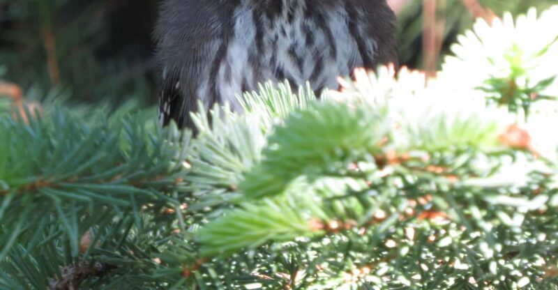 Estes Park: Birds of Colorado Speaker Series - Key Points