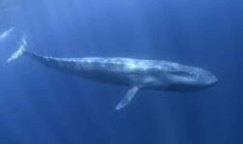 Exclusive Whale & Dolphin Tours in Sri Lanka: Trincomalee - Key Points