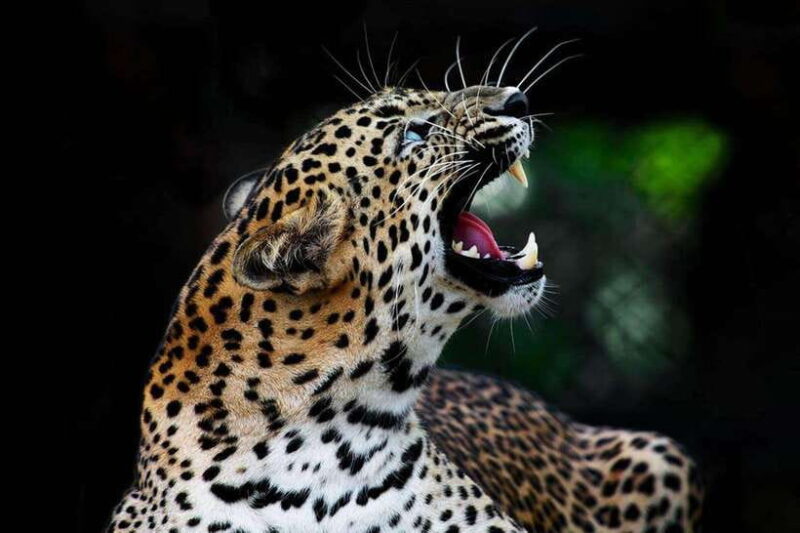 From Anuradhapura:Wilpattu Full-Day Wildlife Safari. - Key Points
