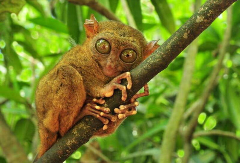 From Cebu City: Bohol Island Highlights in One Day - Key Points