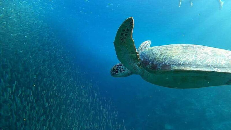 From Cebu City: Moalboal Pescador Snorkeling Tour + Lunch - Key Points