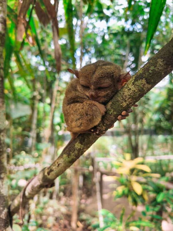 From Cebu:Chocolate Hills & Tarsier w Lunch at Loboc Joiners - Key Points