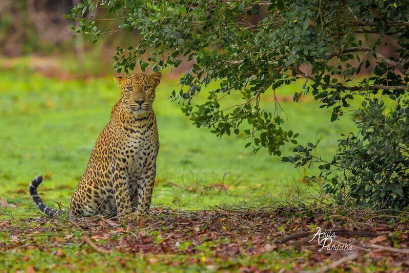 From Colombo/Negombo: Wilpattu National Park 4x4 Safari Tour - Key Points