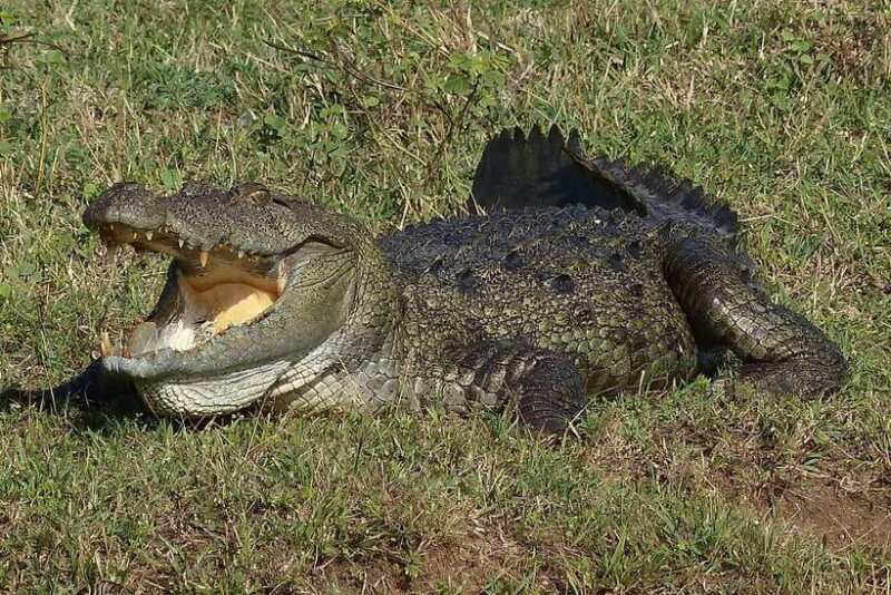 From Colombo: Yala and Ella 2-Day Tour with Jeep Safari - Introduction