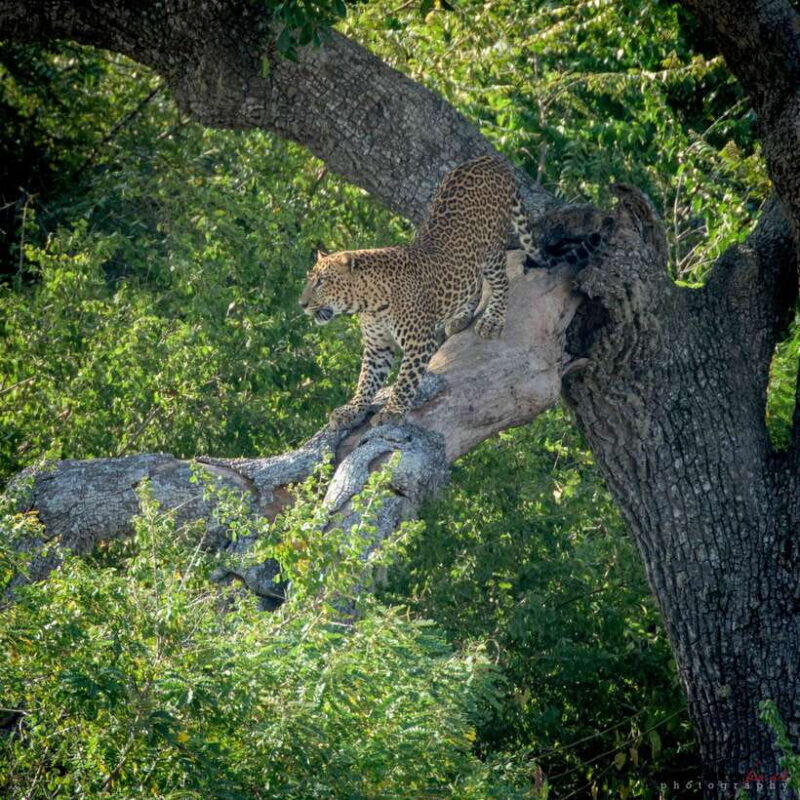From Colombo : Yala National Park Safari With Tickets - Why Choose This Yala Safari?