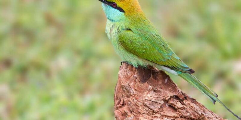 From Colombo: Yala National Park Safari with Transfer - Introducing the Yala National Park Safari from Colombo