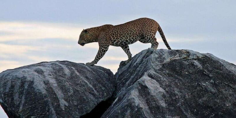 From Ella: Shuttle to Down South Any Location w Yala Safari - Key Points
