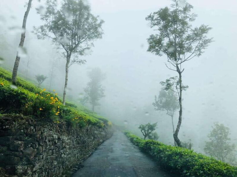 From Ella: Tea Adventure in Haputale with Village Lunch - Key Points