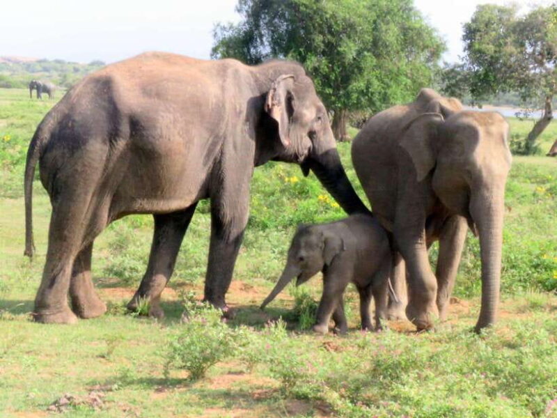 From Ella: Udawalawa Safari Drop: Galle / Mirissa / Tangalle - Key Points
