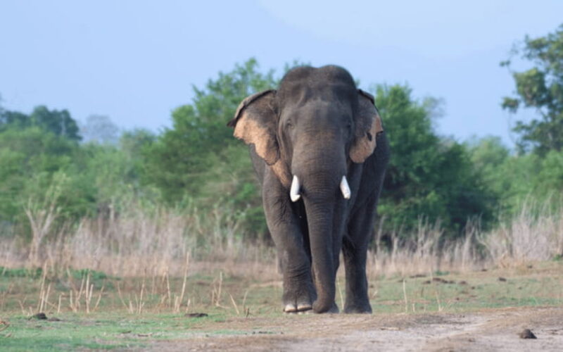 From: Ella - Udawalawe Safari - Hiriketiya - Key Points