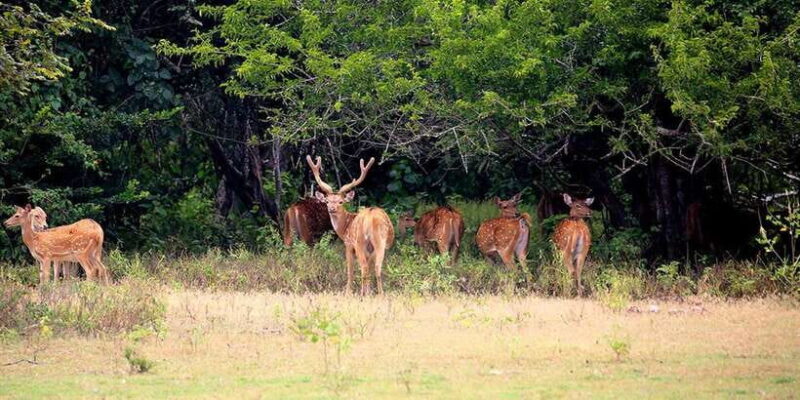 From Ella:Ravana Falls / Diyaluma Falls / Yala National Park - Key Points