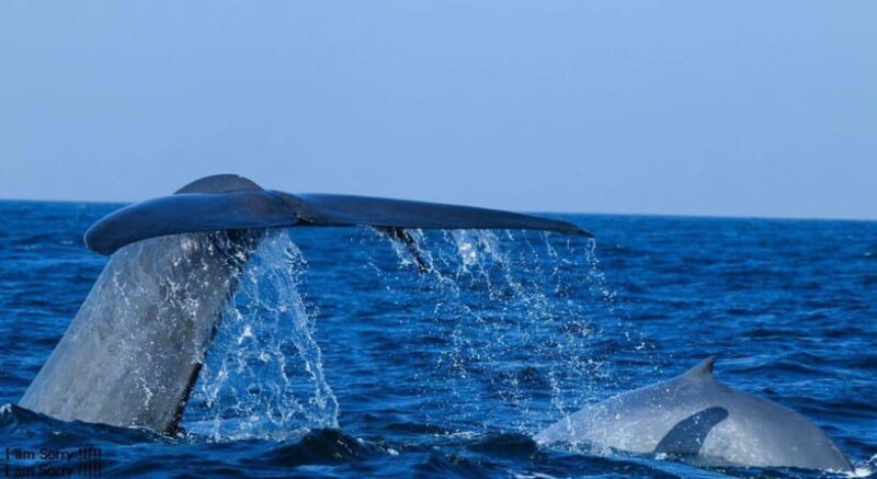 From Galle: All Inclusive Whales & Dolphin Watching Tour - Key Points