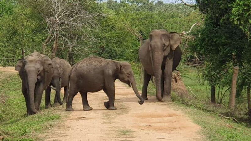 From Galle/ Mirissa/ Tangalle : Udawalawa Safari & Drop Ella - Key Points