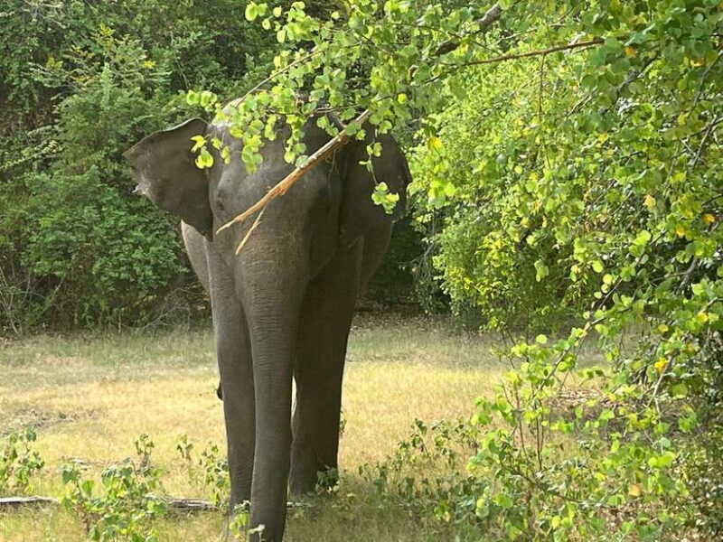 From Hambantota Port: Yala National Park Private Safari - Key Points