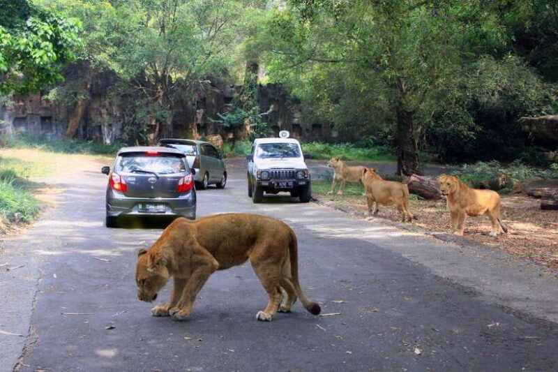 From Jakarta: Private Taman Safari Day Tour - Key Points