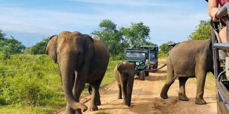 From Kandy: Sigiriya/Dambulla and Minneriya Park Safari - Key Points