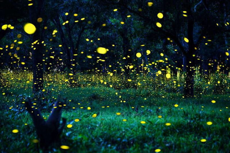 From Kuala Lumpur: Fireflies Tour and Seafood Dinner - Key Points