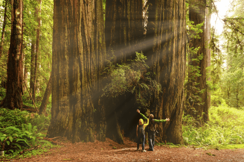From Kuala Lumpur: Taman Negara National Park Private Tour - Cost and Value