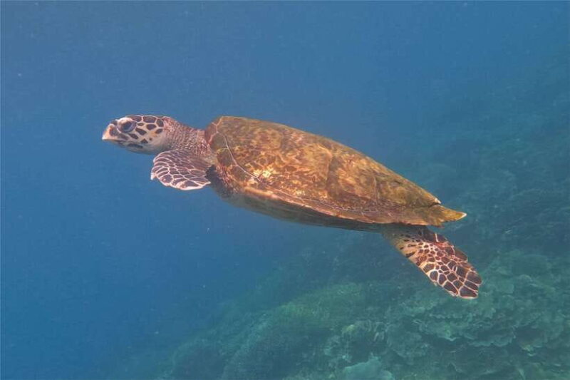 From Labuan Bajo: Komodo Dragons and Island Hop with All Fee - Uncovering the Wonders of Labuan Bajo: A Comprehensive Review of the Komodo Dragons and Island Hop Tour