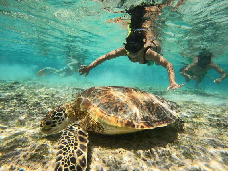 From Lombok: Gili Islands Snorkeling Day Trip - Key Points