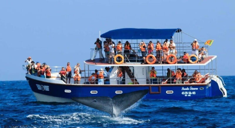 From Mirissa: All Inclusive Whales & Dolphin Watching Tour - Key Points