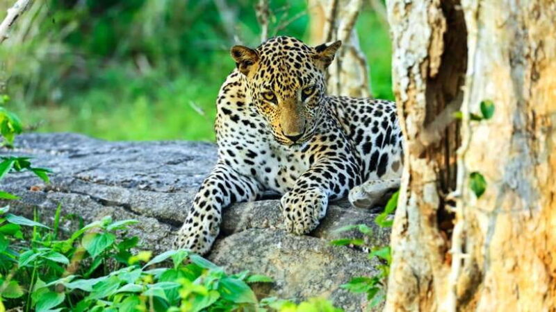 From Negombo: 2-Day Tour to Ella with Safari at Yala Park - Key Points