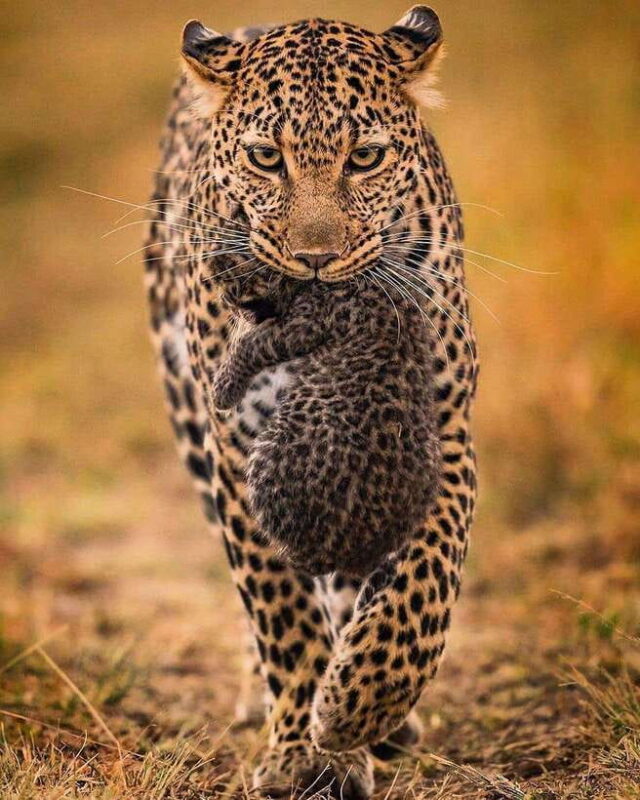 From Negombo: Yala National Park Leopard Safari Day Trip - Key Points