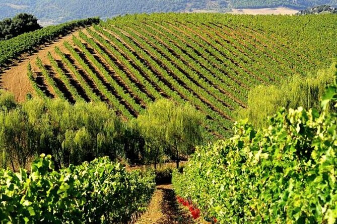 From the Vineyards to the Chalice: A Unique Tasting Experience - Key Points