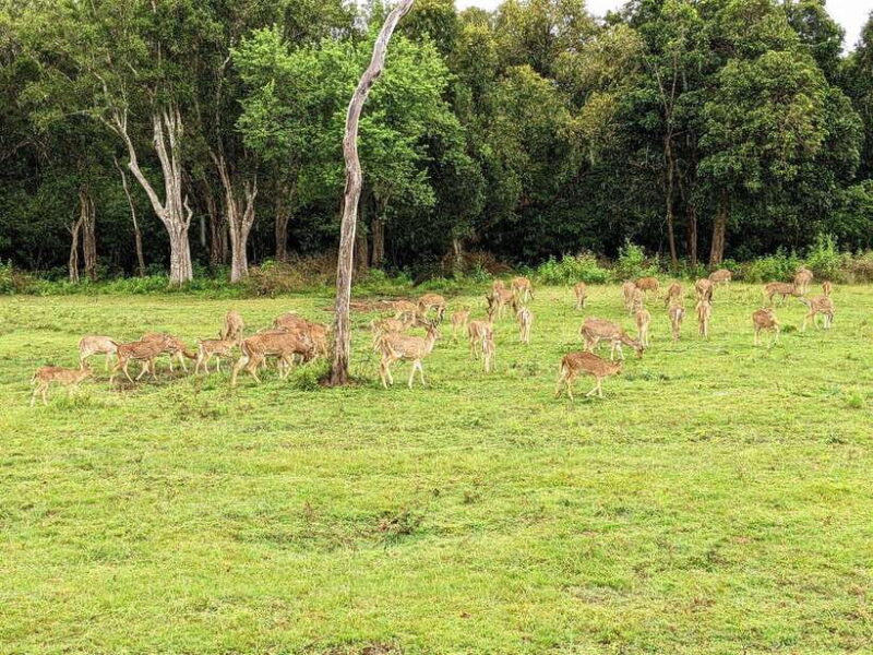 From Udawalawa : Udawalawa National Park Safari Tours - Key Points