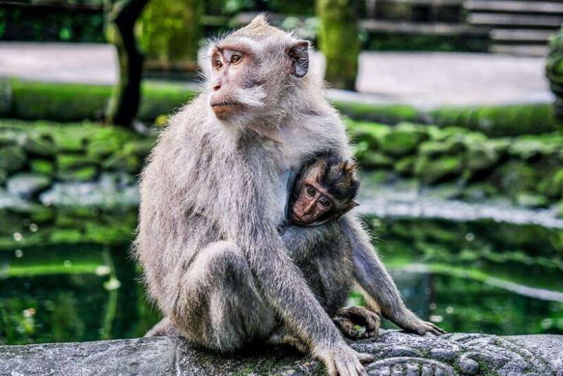 Full-Day Ubud Tours All Inclusive - Key Points