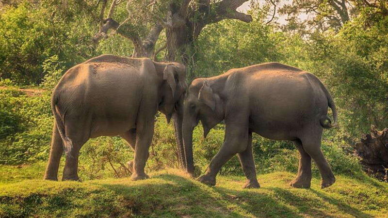 Galle: All Inclusive Morning Leopard Safari in Yala -Private - Key Points
