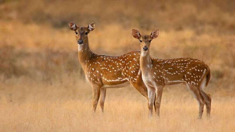Galle/Hikkaduwa/Bentota/Kosgoda: Yala National Park Safari - Key Points
