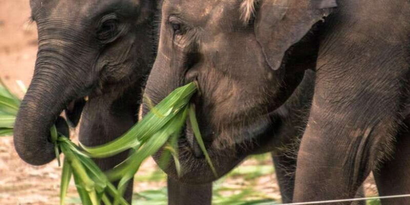 Galle/Mirissa/Hikkaduwa: Transfer to Ella & Udawalawa Safari - Key Points