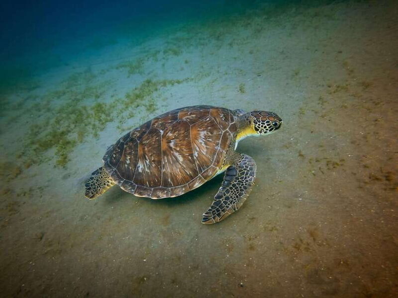 Galle Private Day Tours with Sea Turtles visit & Boat Safari - Key Points