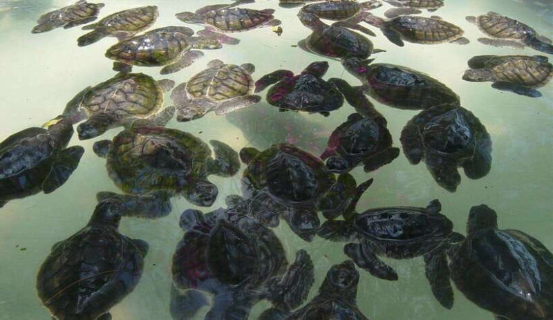 Gili Trawangan: Midday snorkeling trip and GOPRO shoot - Introduction