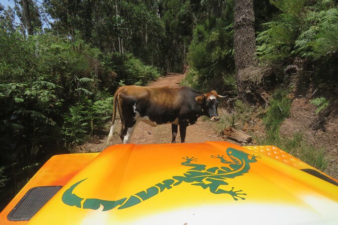 Guided Exploration of Southwest Madeira in a 4x4 - Exploring Madeira’s Southwest in a 4x4: A Hands-On Journey into the Island’s Hidden Charms