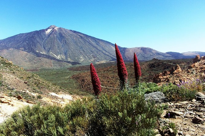 Guided Hike - The Tajinaste Trail - Exploring the Tajinaste Trail: A Guided Hike in Tenerife