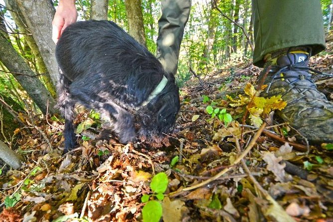 Guided Truffle Hunt Istria - A Deep Dive into the Guided Truffle Hunt Istria Experience
