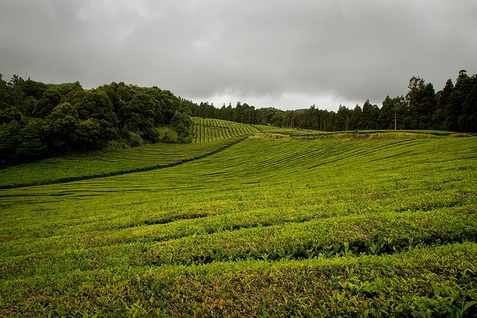 Half day Gorreana - Pedestrian Walk and Tea Tasting (Min. 2 persons) - A Detailed Look at the Half-Day Gorreana Tea Walk and Tasting Tour