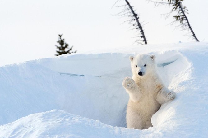 Half-Day Trip to Ranua Wildlife Park from Rovaniemi - An Honest Look at the Half-Day Trip to Ranua Wildlife Park from Rovaniemi